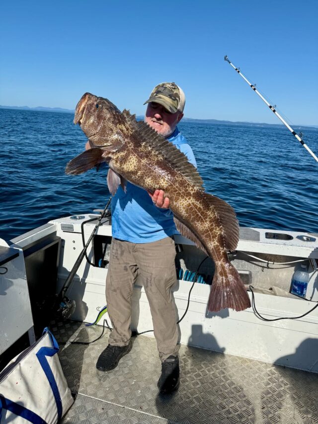 Spicy Sous Vide Lingcod Cheeks – Or Whatever You Do